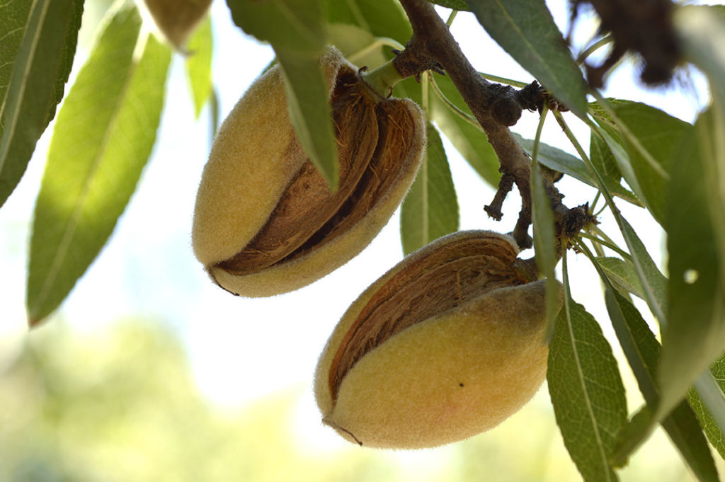 Árbol almendro: La guía de cultivo del árbol almendro definitiva