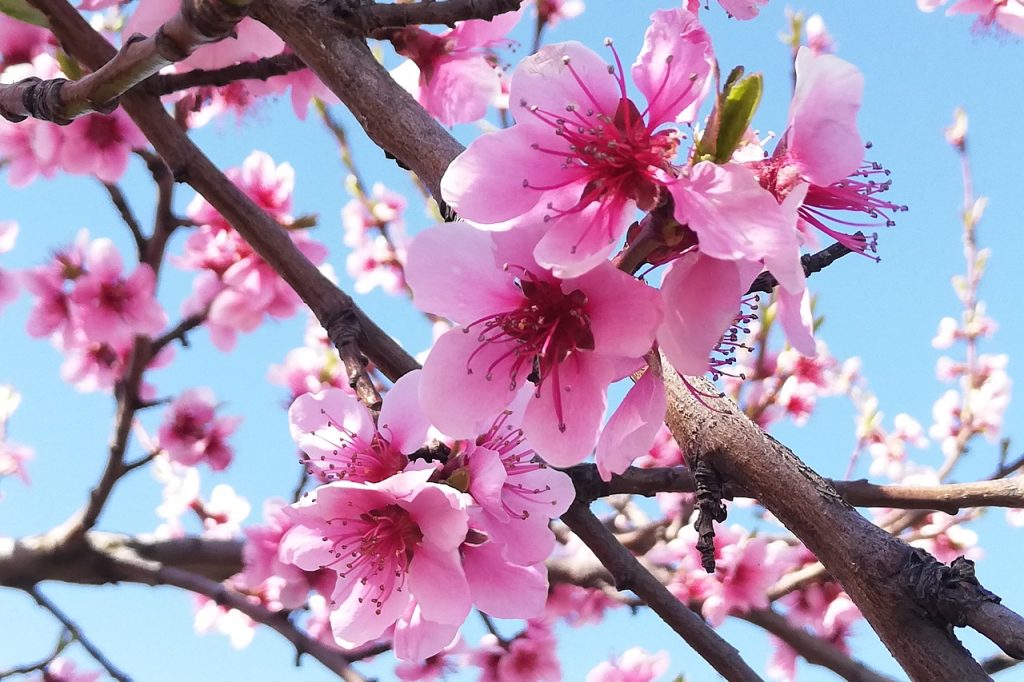 Árbol almendro: La guía de cultivo del árbol almendro definitiva