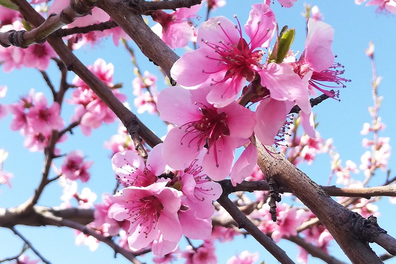 Árbol almendro: La guía de cultivo del árbol almendro definitiva