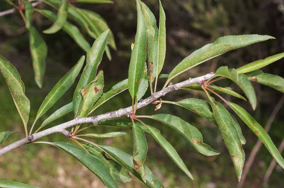 Árbol almendro: La guía de cultivo del árbol almendro definitiva