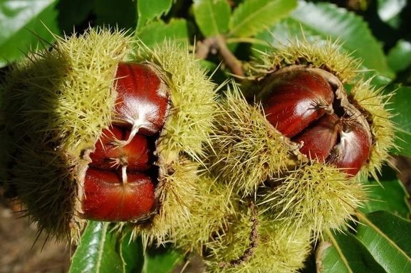Árbol castaño: La guía de cultivo del árbol castaño más completa