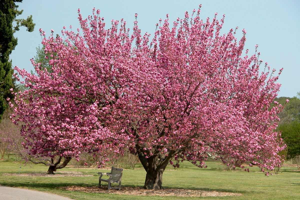 Árbol cerezo: La guía de cultivo del árbol cerezo más completa
