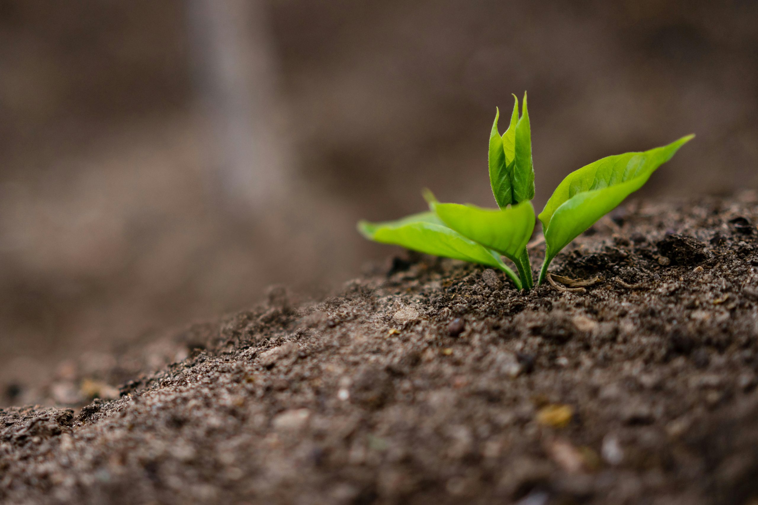Cómo germinar la semilla de un árbol o una planta paso a paso