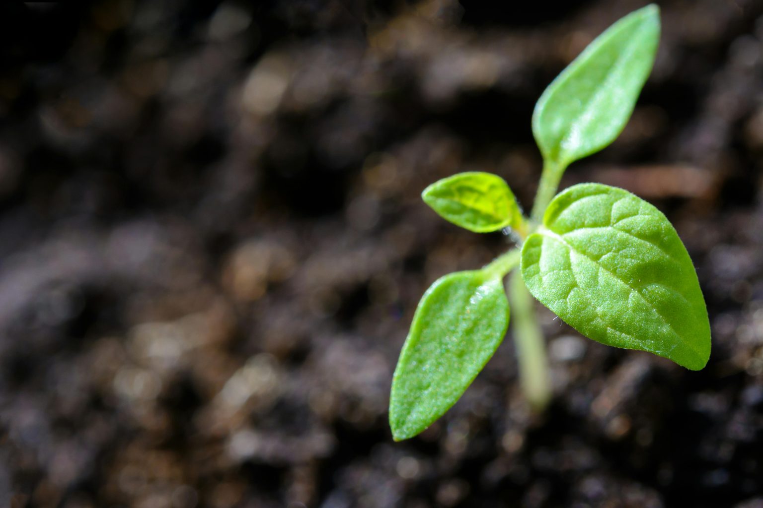 Cómo germinar la semilla de un árbol o una planta paso a paso