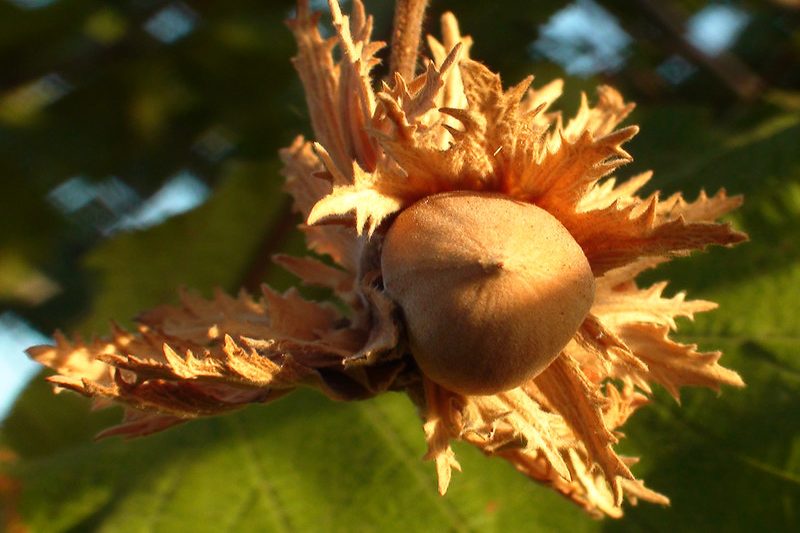 Planta avellano: La guía de cultivo de la planta avellano definitiva