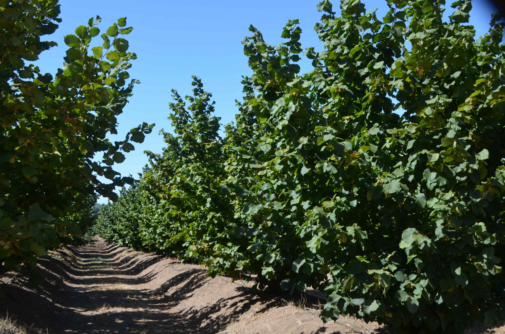 Planta avellano: La guía de cultivo de la planta avellano definitiva