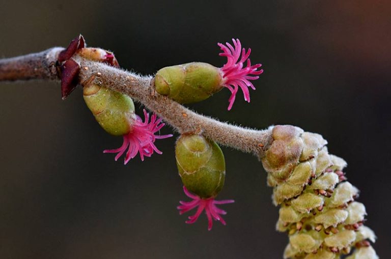 Planta avellano: La guía de cultivo de la planta avellano definitiva