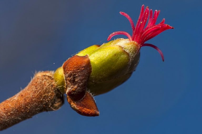 Planta avellano: La guía de cultivo de la planta avellano definitiva