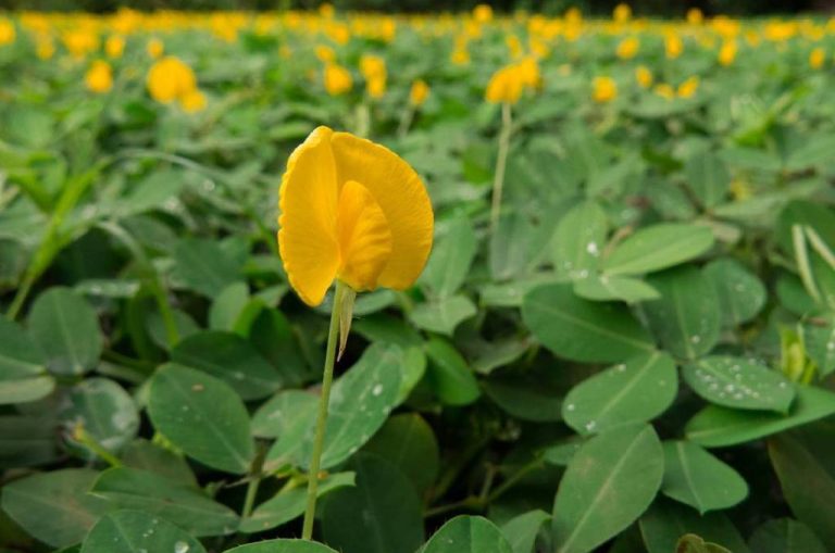 Planta de maní: La guía de cultivo de la planta de maní definitiva