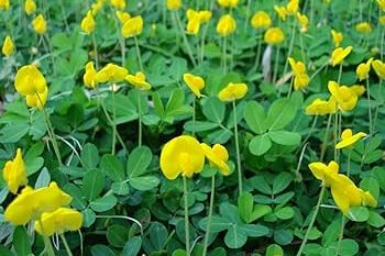 Planta de maní: La guía de cultivo de la planta de maní definitiva