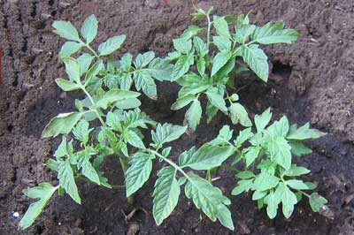 Planta de tomate: La mejor guía de cultivo de la planta de tomate