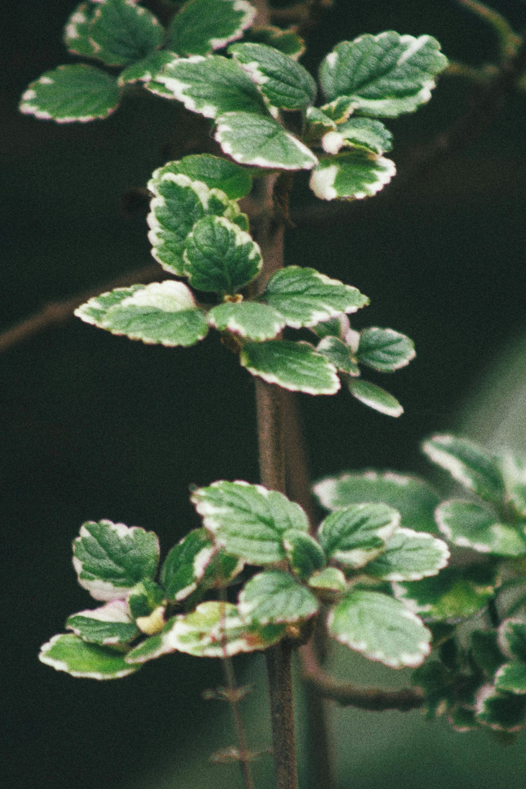 Planta del dólar: Descubre sus beneficios económicos y más