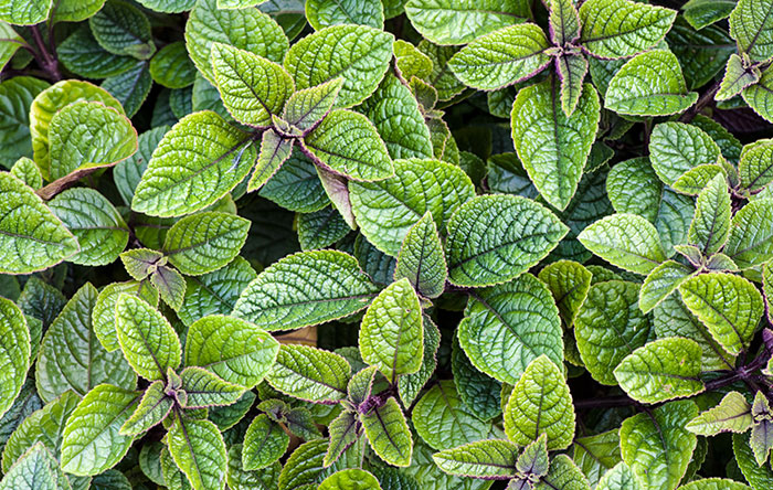 Planta del dólar: Descubre sus beneficios económicos y más