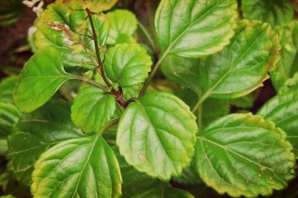 Planta del dólar: Descubre sus beneficios económicos y más