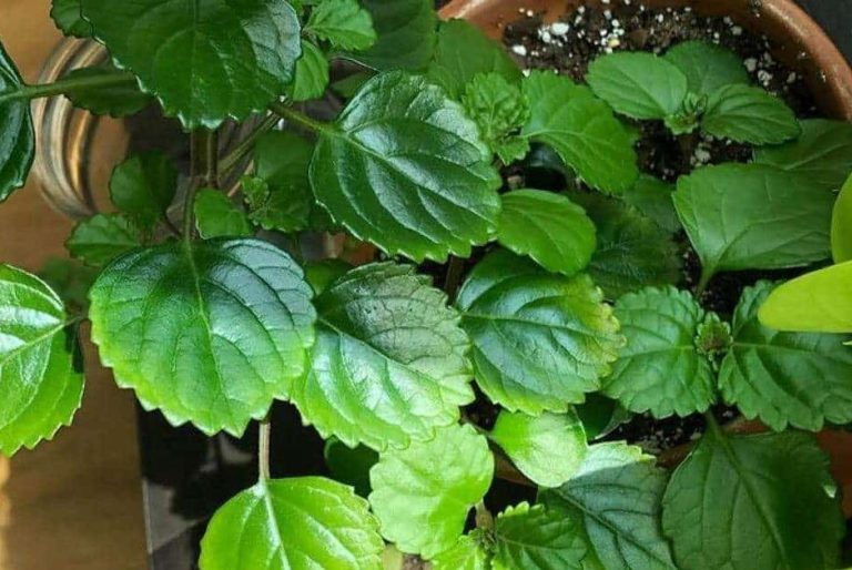 Planta del dólar: Descubre sus beneficios económicos y más