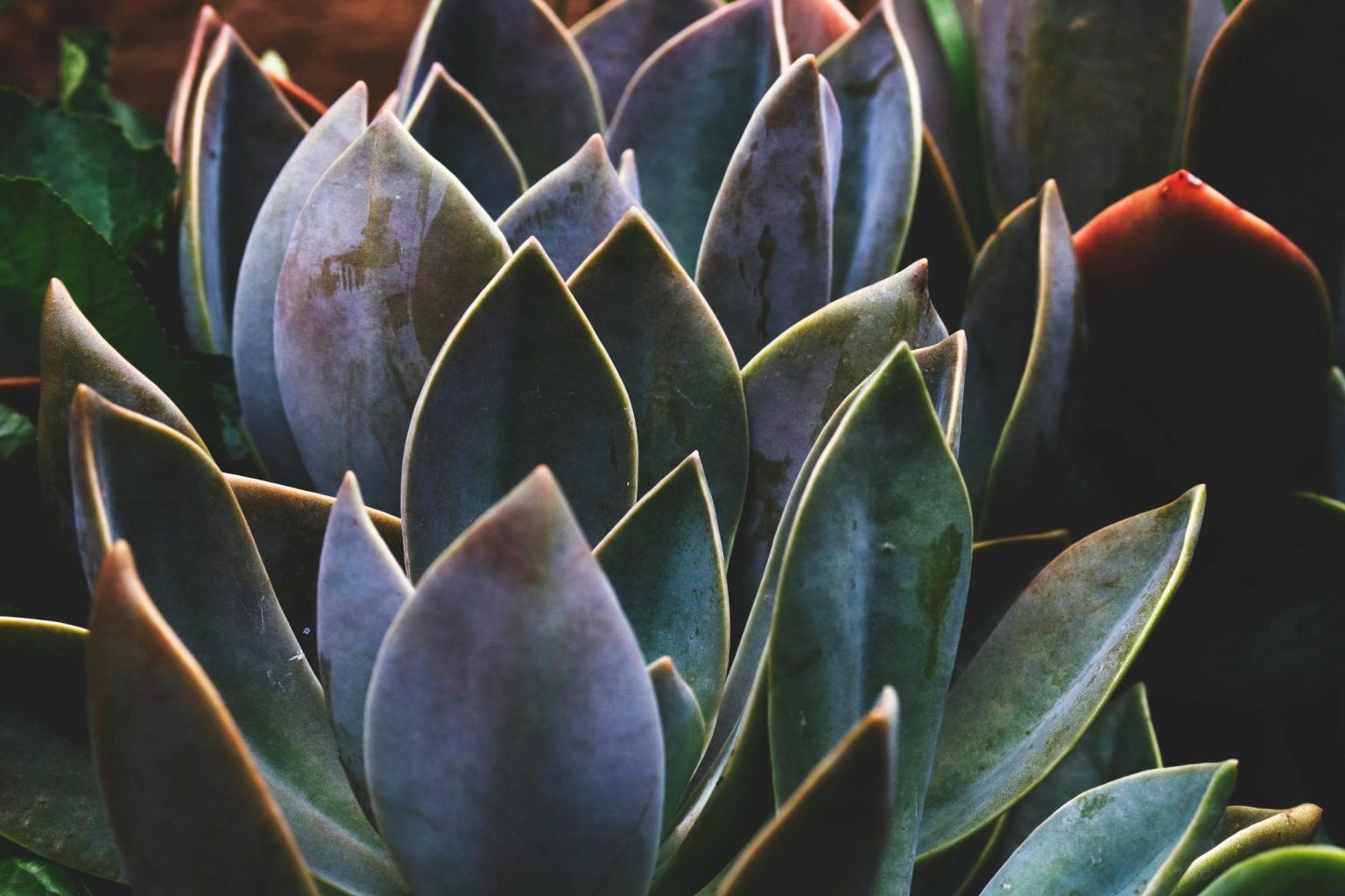 Tipos de plantas: Guía completa de las principales variedades