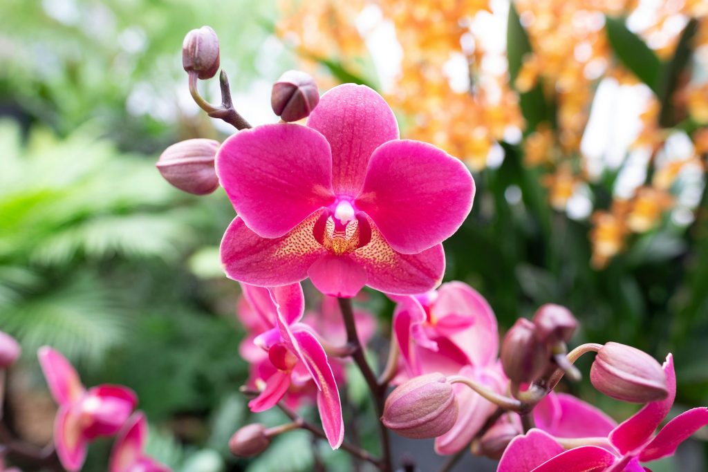 Tipos de plantas: Guía completa de las principales variedades