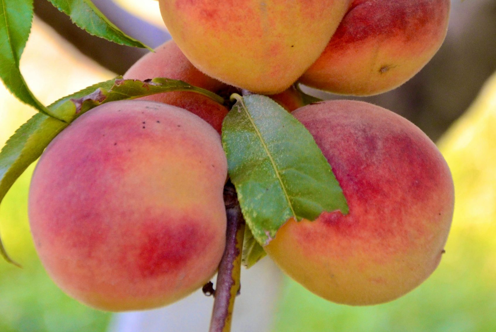 Árbol de duraznos: La mejor guía de cultivo del árbol de duraznos